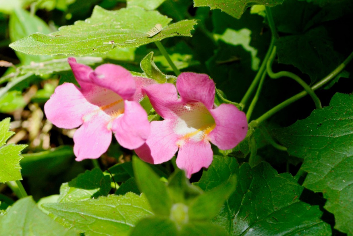 Pest plants | Bay of Plenty Regional Council | Toi Moana