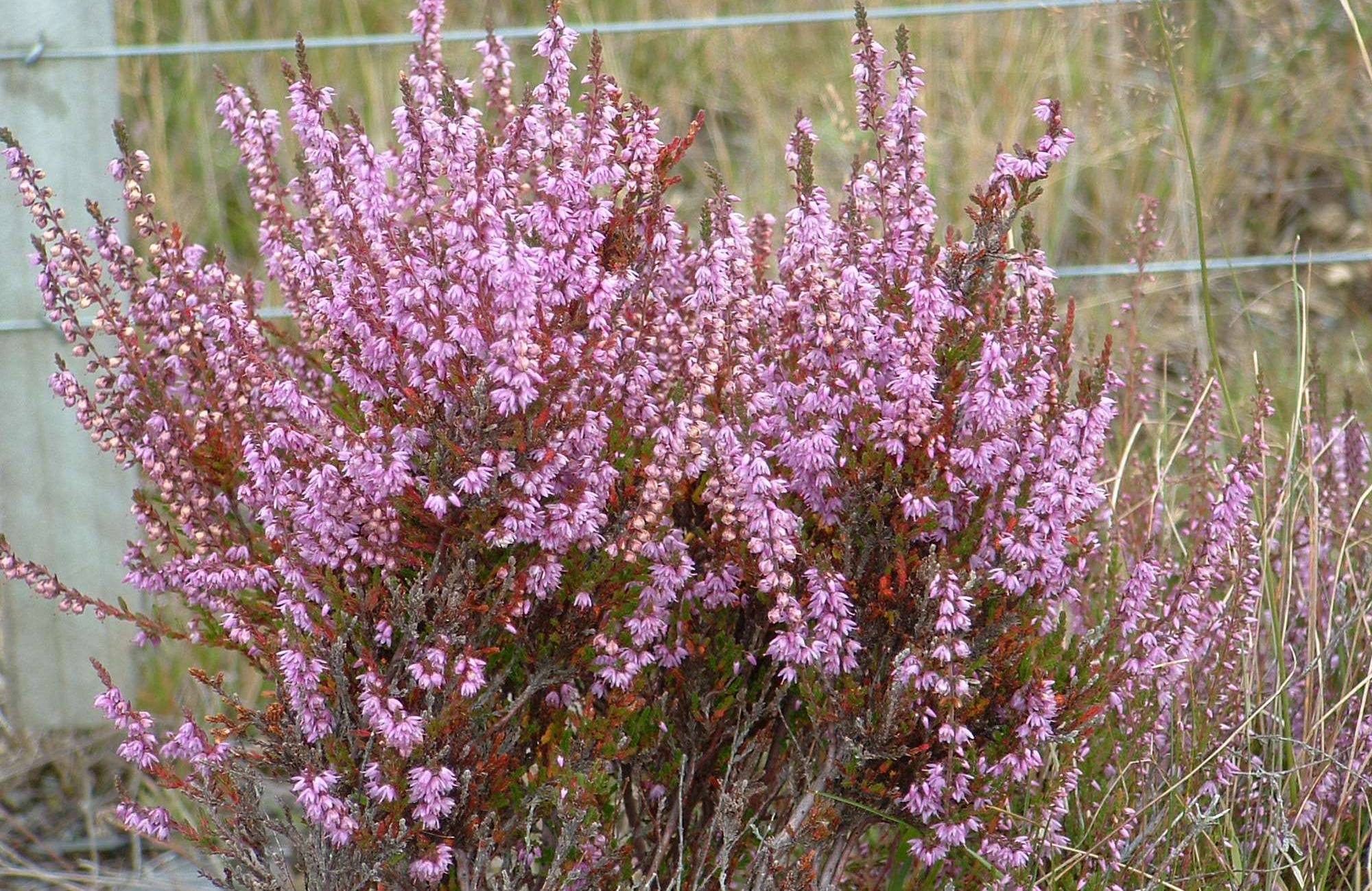Ground cover