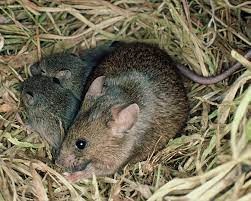 Pest animals
